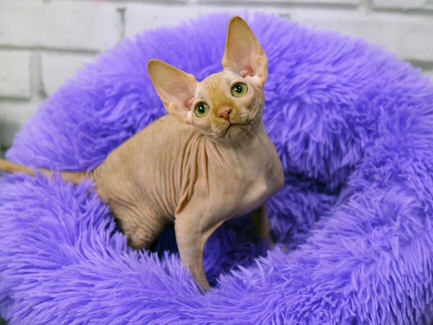 Канадский сфинкс котик Арнольд