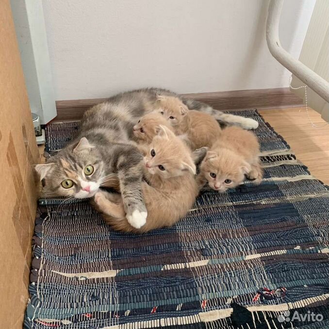 Шотландские котята в дар