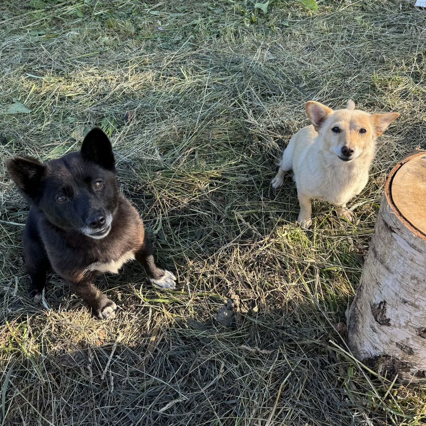Маленькие собачки в добрые руки и любящую семью