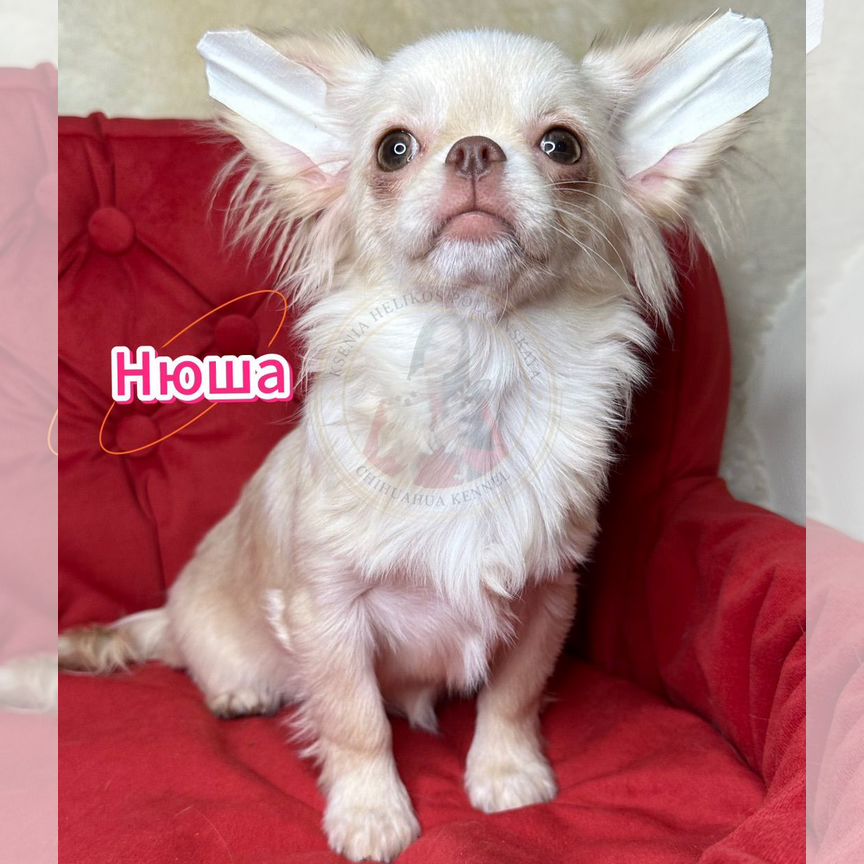 Чихуахуа, щенок