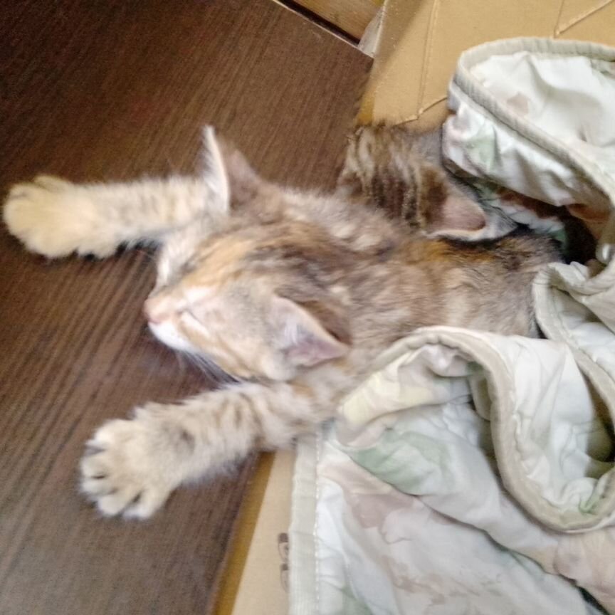 Продажа кошек и котят