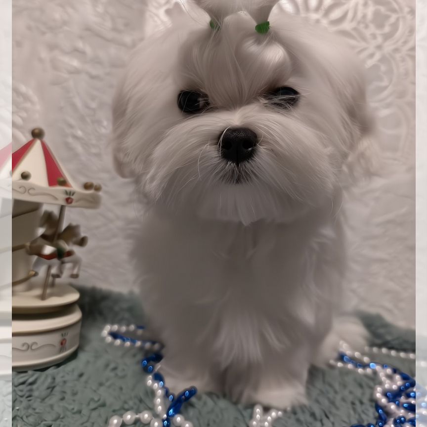 Мальтийская болонка, щенок