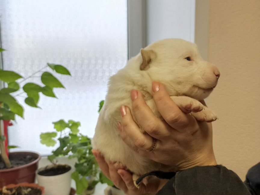 Животные в добрые руки собаки