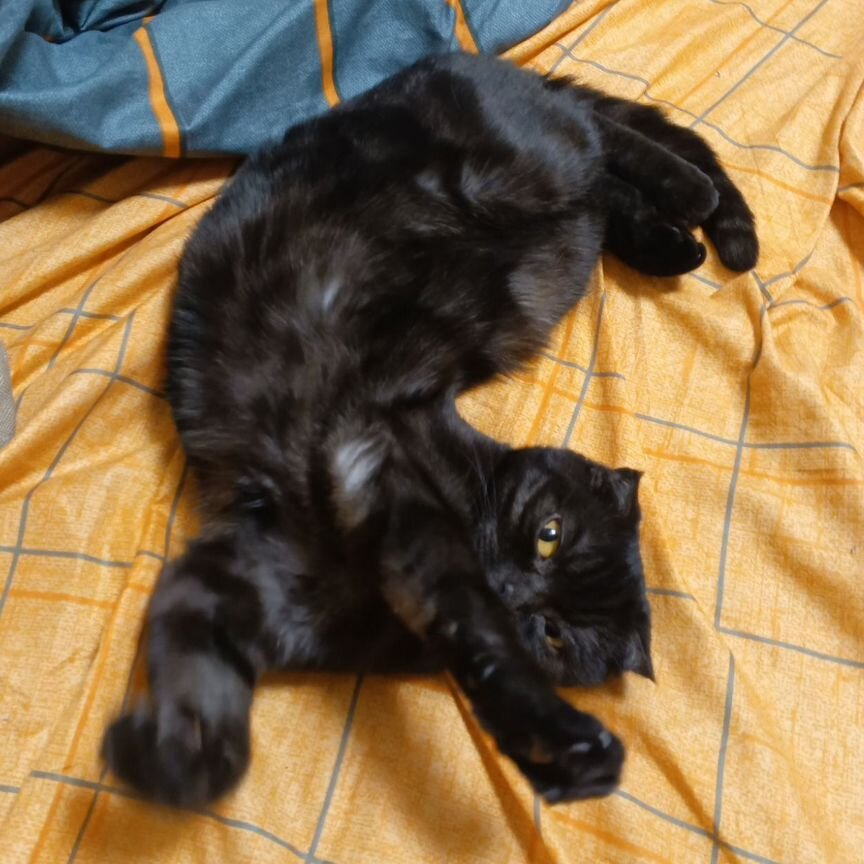 Катята шатланцы