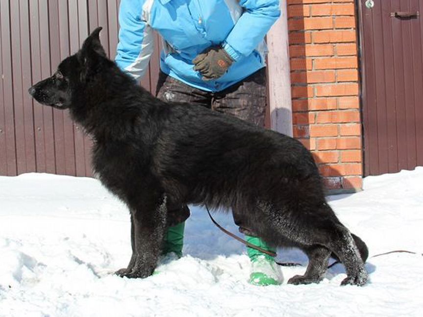 Черный кобель-подросток немецкой овчарки РКФ