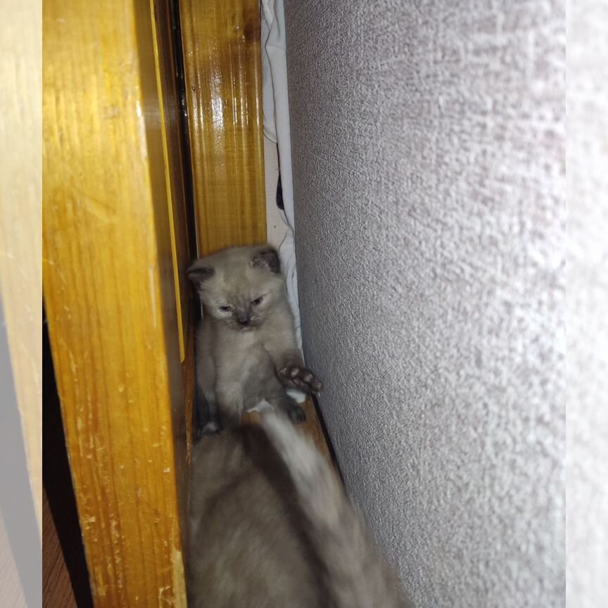 Котёнок в добрые руки