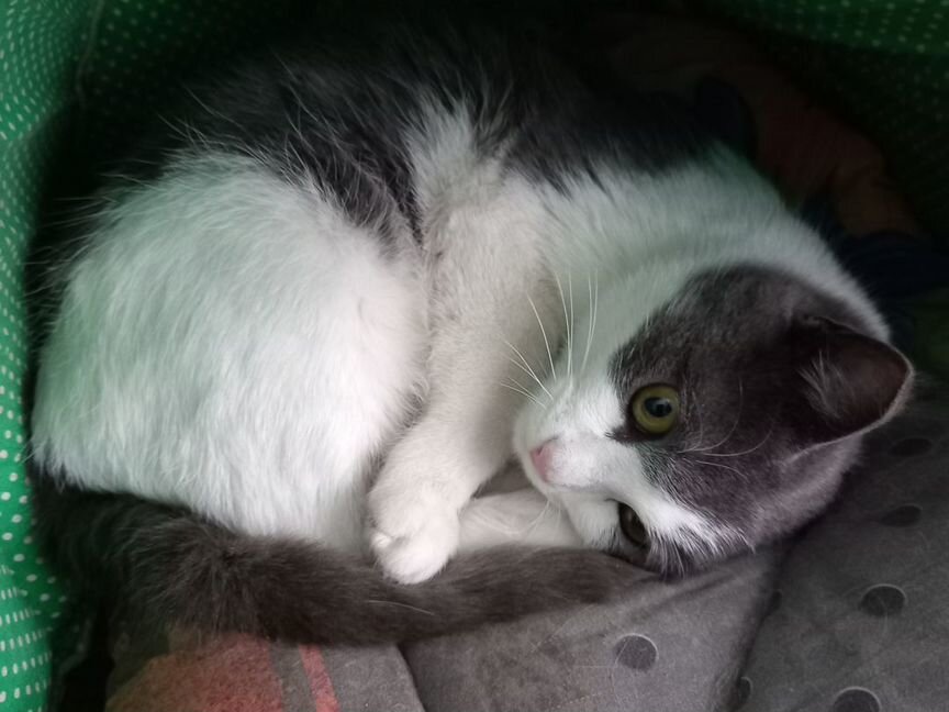 Кошечка