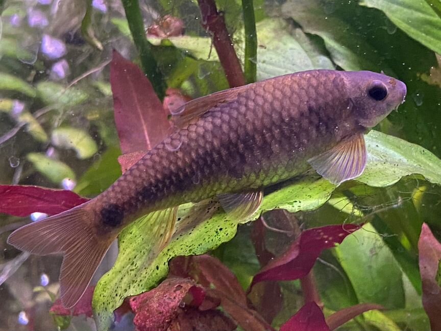 Рыбка гарра руфа