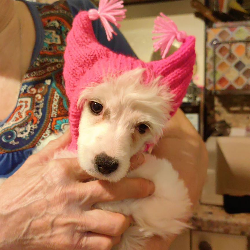 Продам щенка китайской хохлатой