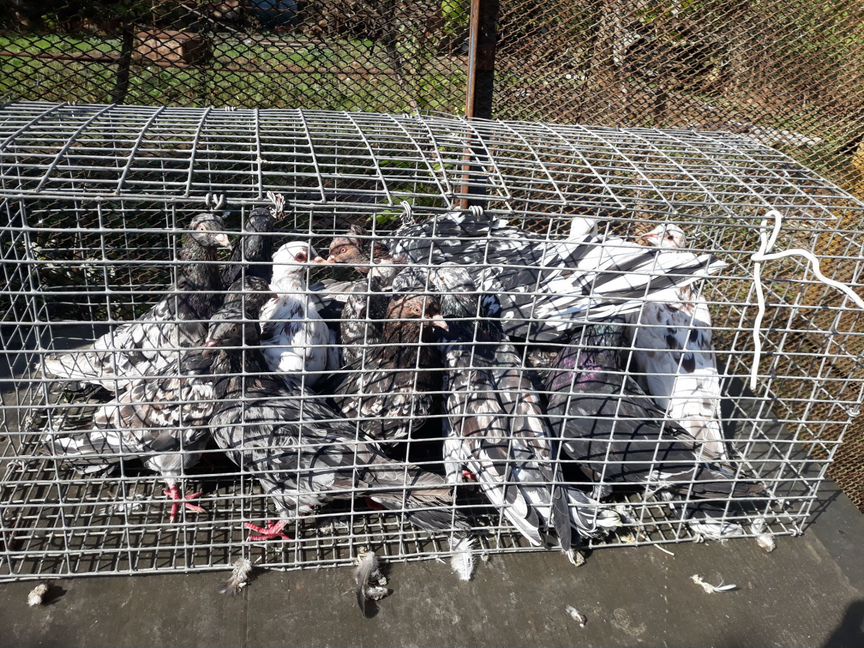 Голуби мраморные бакинцы