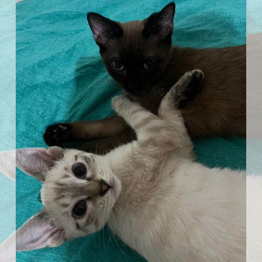 Тайский котёнок