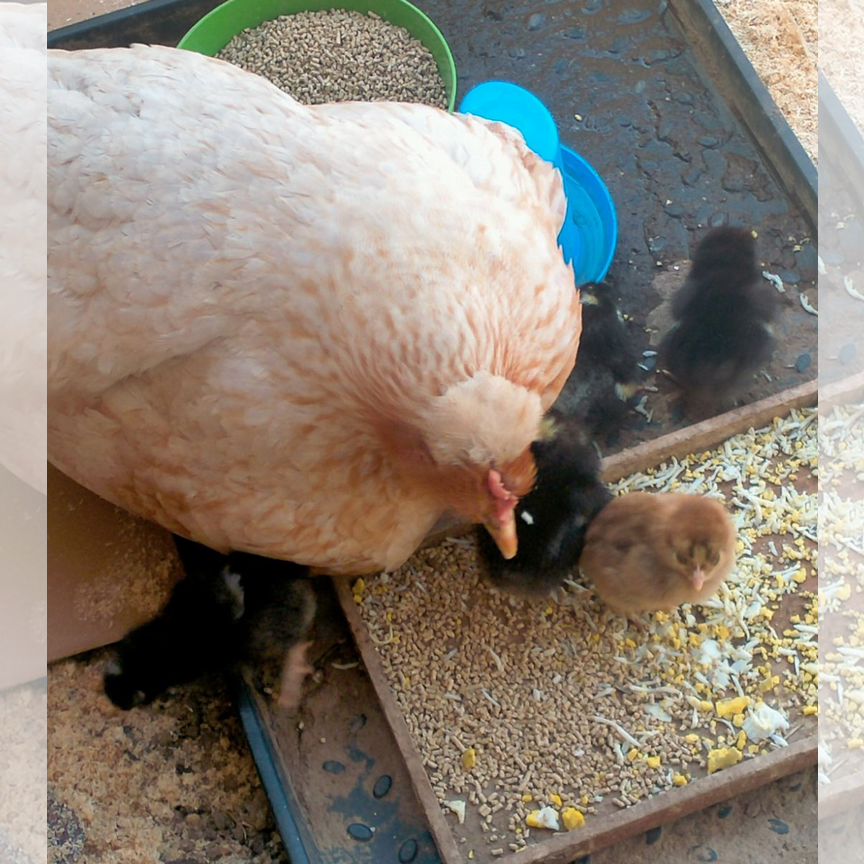 Куры домашние