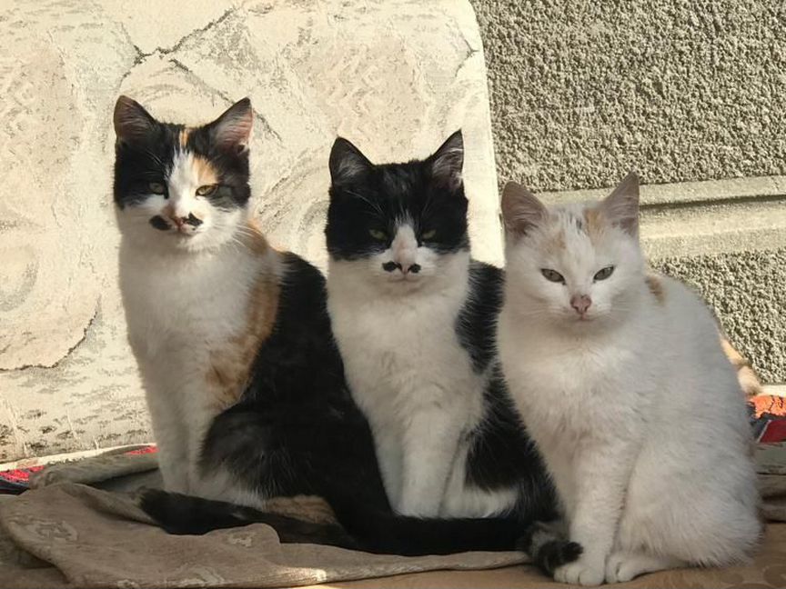 Котята в добрые руки бесплатно