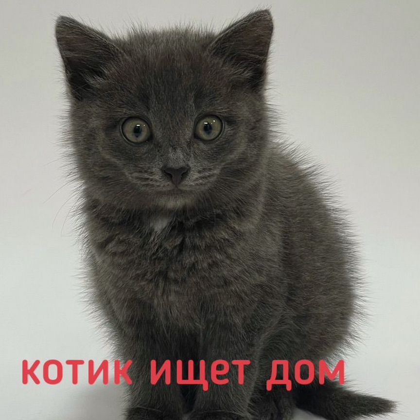 Котенок