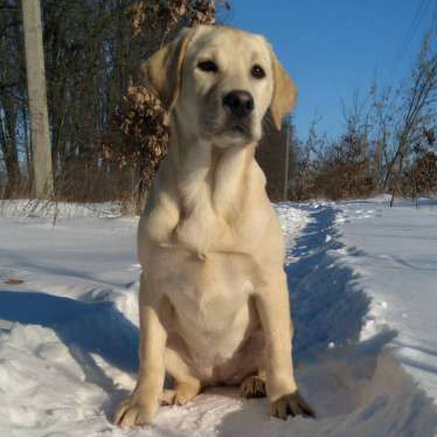 Лабрадор-ретривер, щенок