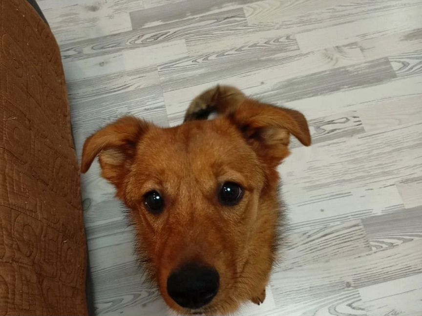 Барни ищет дом