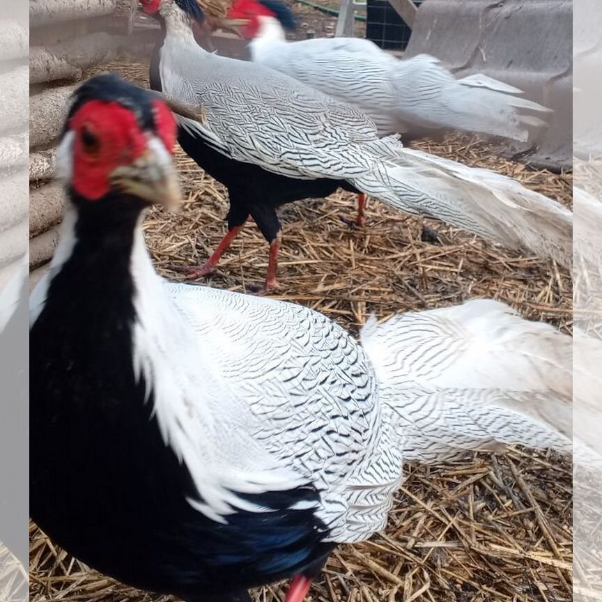 Фазаны Серебряные,Золотые, Королевские