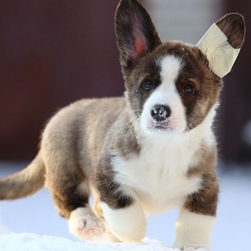 Вельш Корги Кардиган, щенок