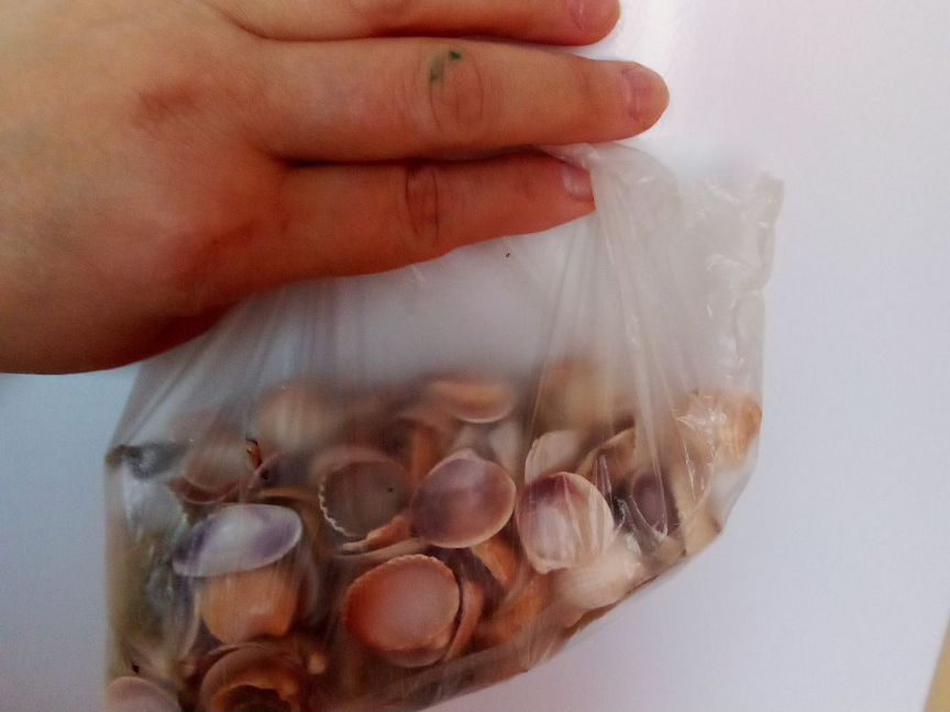 Ракушки морские