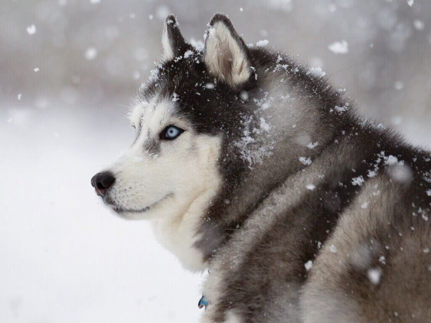 Вязка кобель