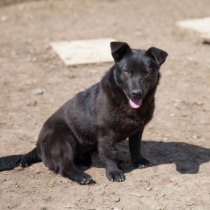 Собачка ищет дом