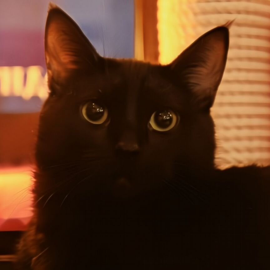 Взрослый кот в добрые руки