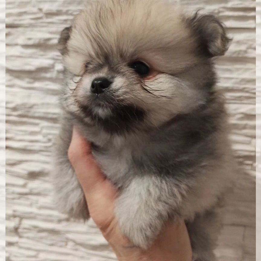 Померанский шпиц, щенок