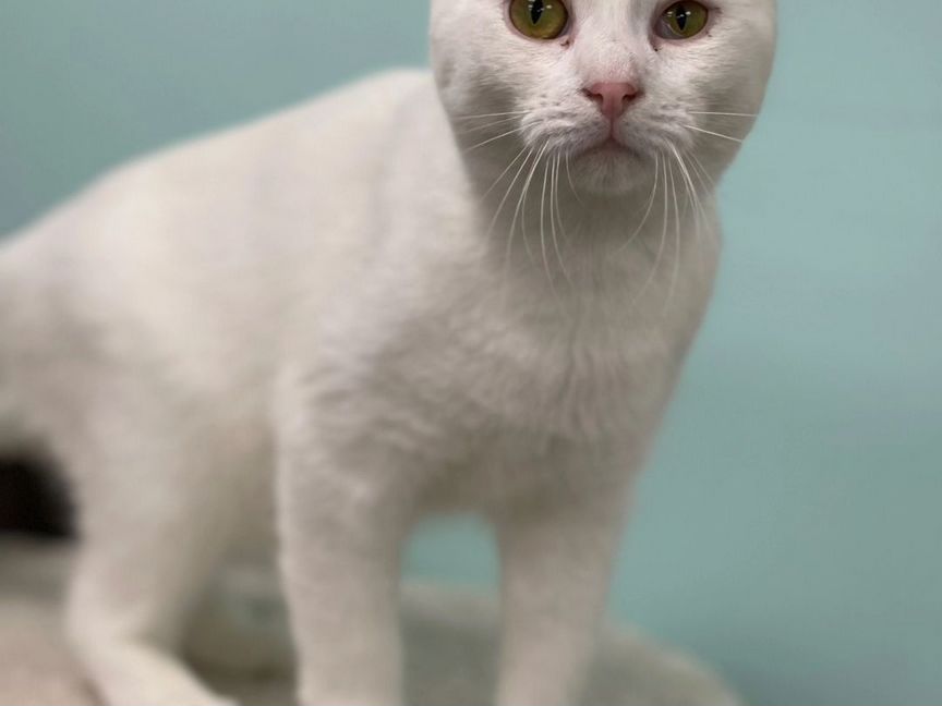 Ласковая красавица Эльза