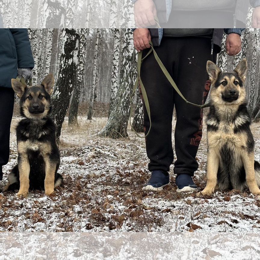 Восточноевропейская овчарка, щенок