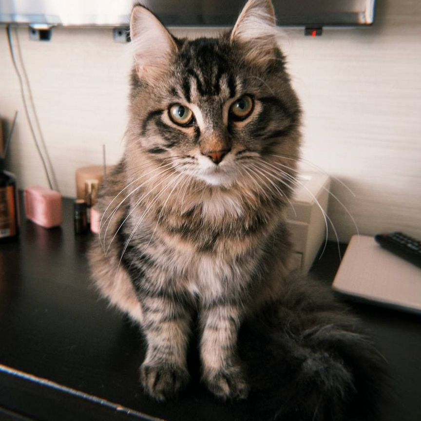 Мейн-кун котёнок