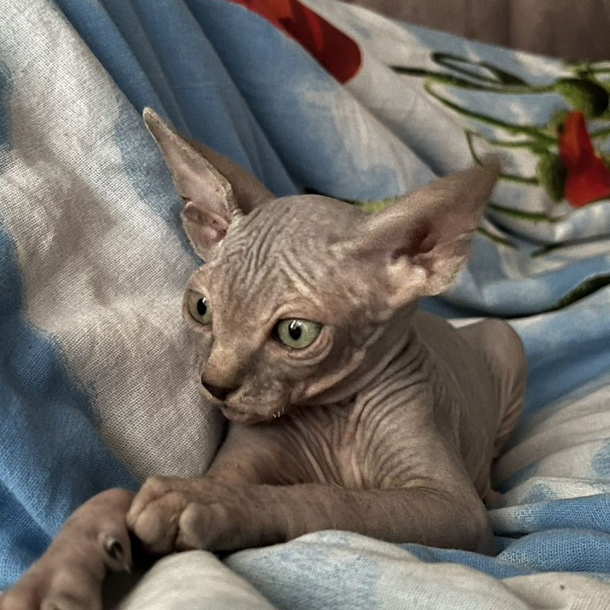 Канадский сфинкс