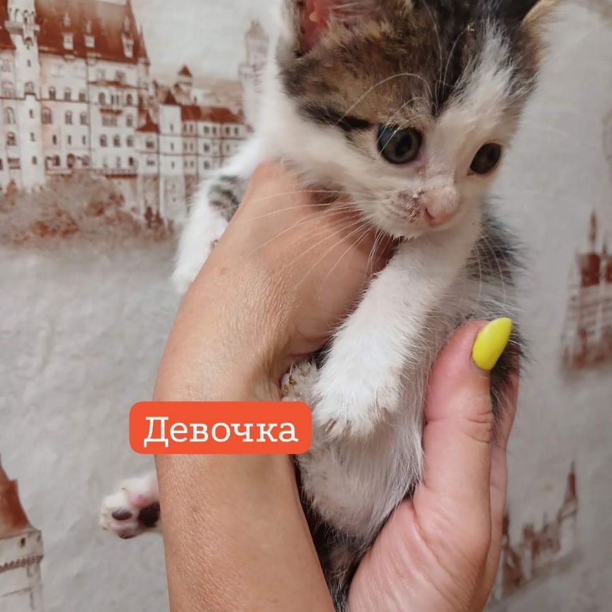 Котята в добрые руки, М. Кузн