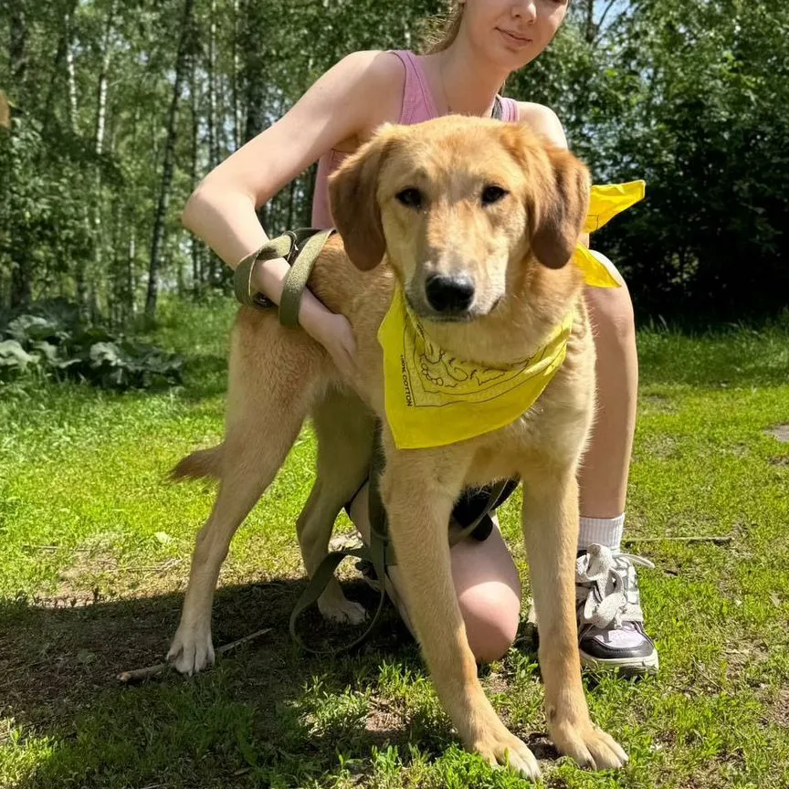 Щенок в добрые руки