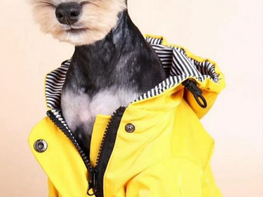 Плащ для собачки