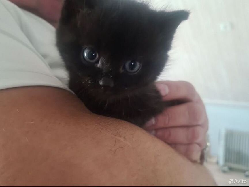 Котëнок в добрые руки