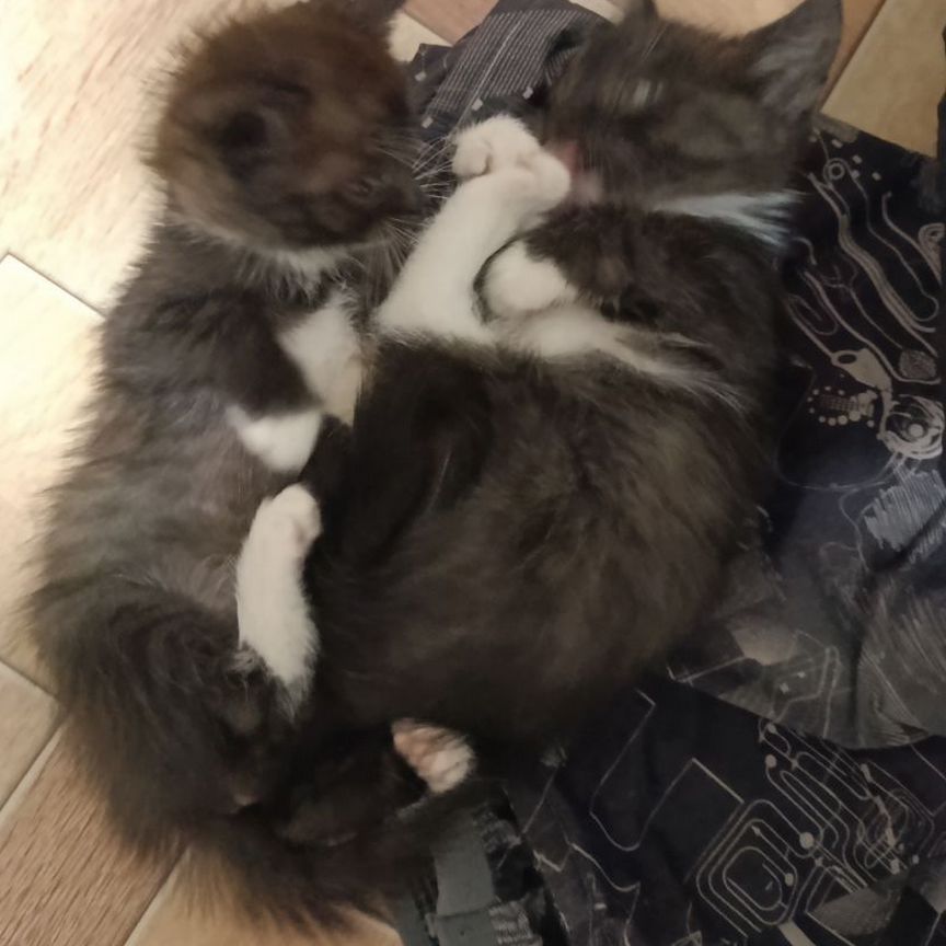 Домашние животные котята