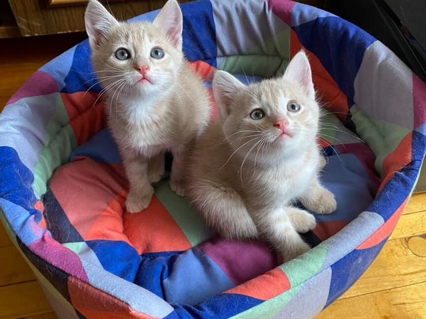 Пристраиваю котят и кошку в добрые руки