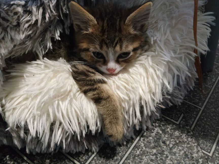 Кошка в дар бесплатно