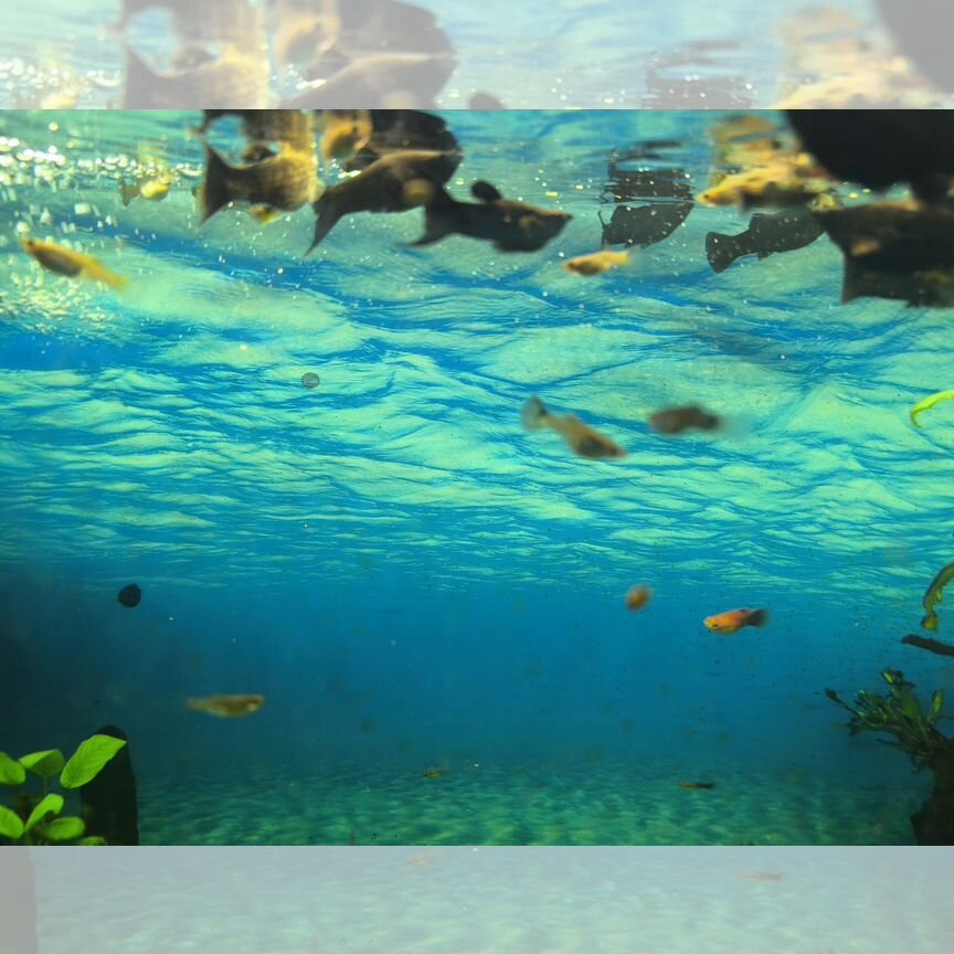 Мальки гуппи, молинезий в добрые