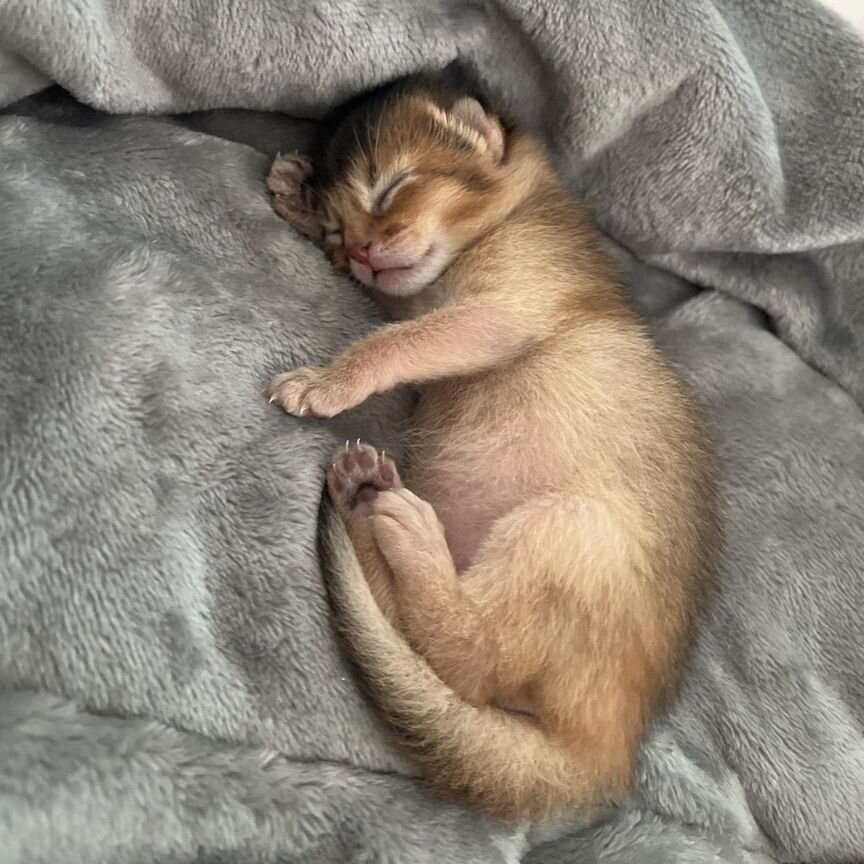 Абиссинский котёнок
