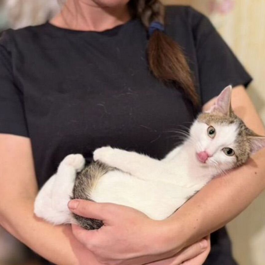 Котёнок в добрые руки
