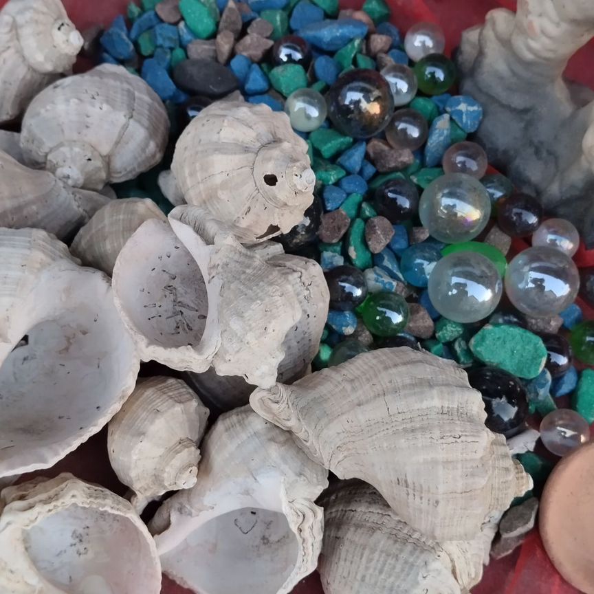 Ракушки морские