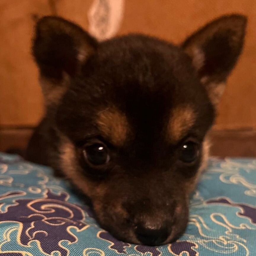 Немецкая овчарка, щенок