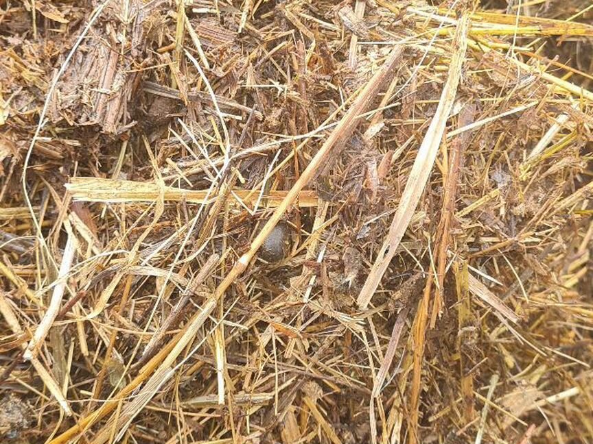 Сено из под коз