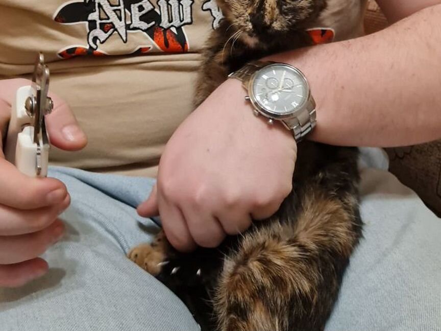 Котёнок 5-6 месяцев ищет дом