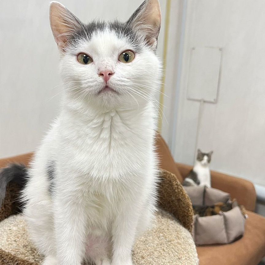 Котенок хочет домой