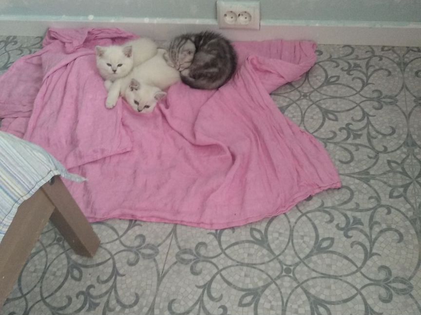 Шотландские прямоухие котята
