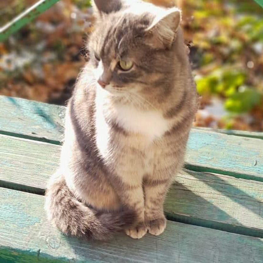 Кошечка нашли