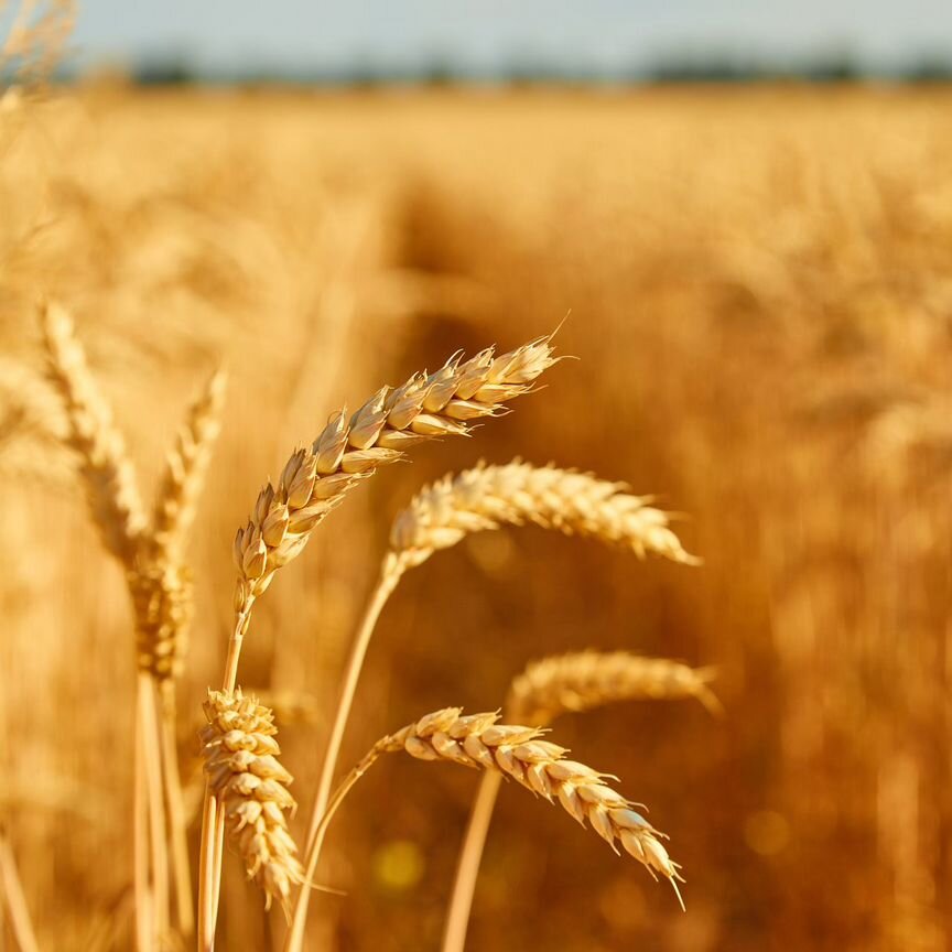 Ячмень 2024 год,пшеница 2024 года