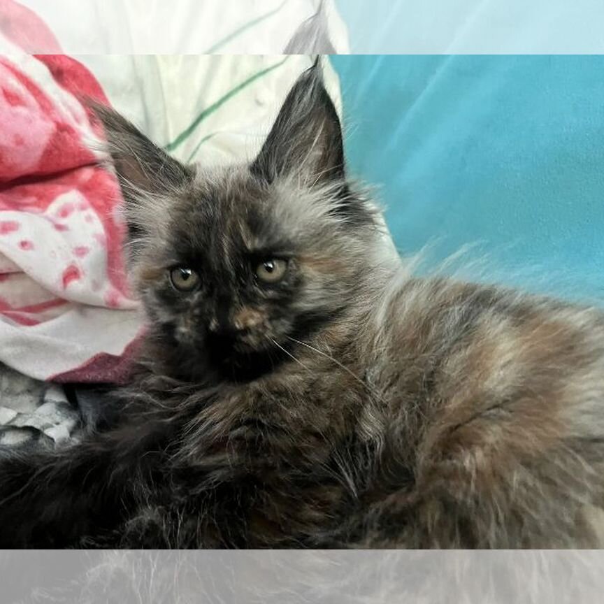 Мейн-кун котёнок